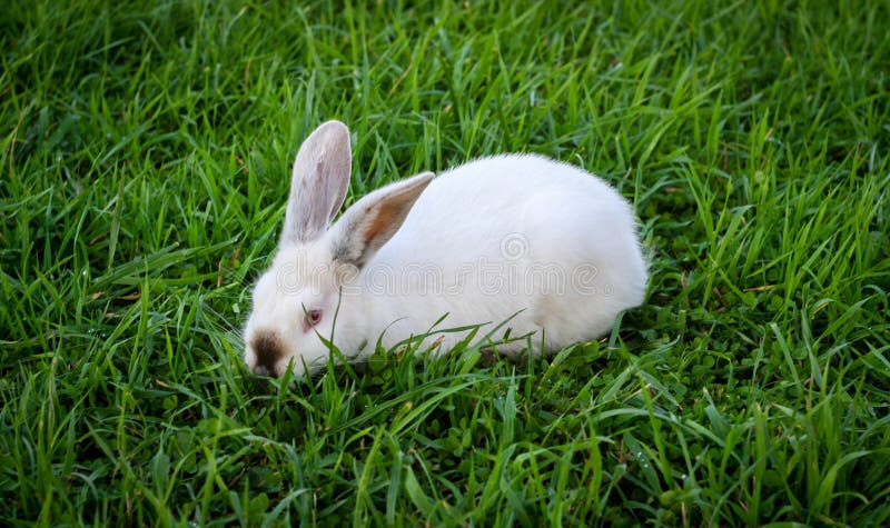 Beautiful Spring Willow Salix Integra Hakuro-Nishiki Tree Stock Photo ...