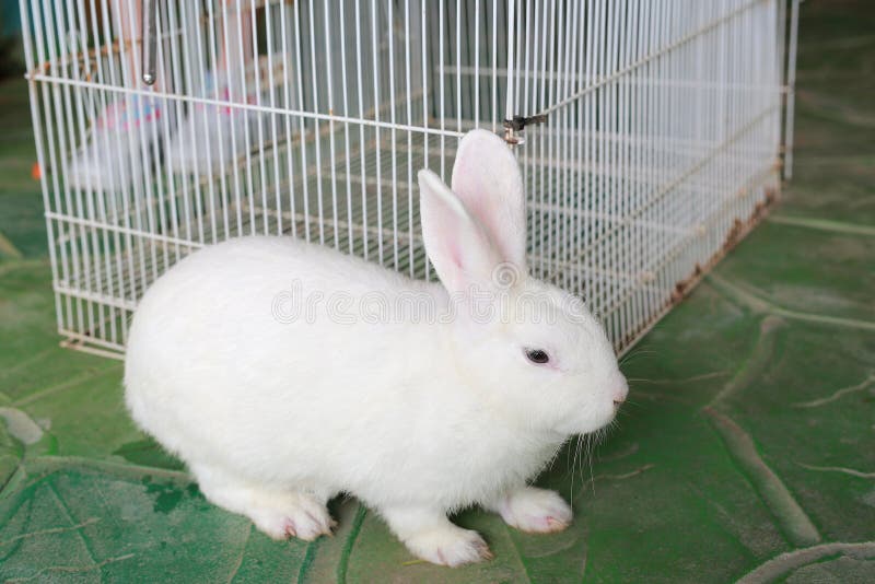 White Rabbit Standing in Front of Cage in the Zoo Thailand Stock Image ...