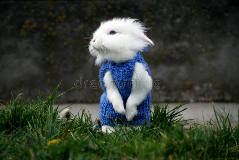 White Rabbit Standing in Green Grass. Stock Image - Image of beautiful ...