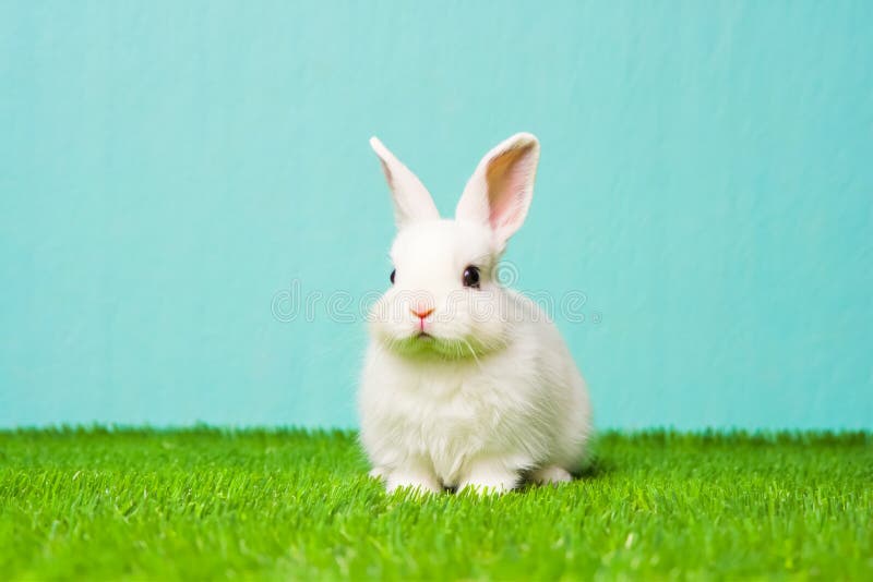 White Rabbit is Standing on a Green Grassy Field Stock Photo - Image of ...
