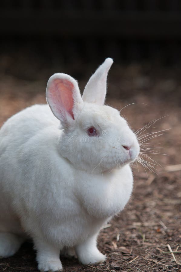 White Rabbit stock image. Image of cute, ears, furry - 32950375