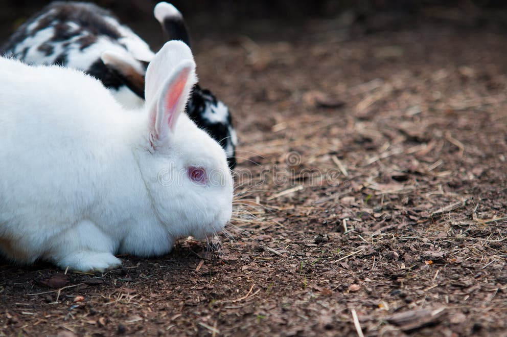 White Rabbit stock image. Image of hairy, coney, feet - 32950377