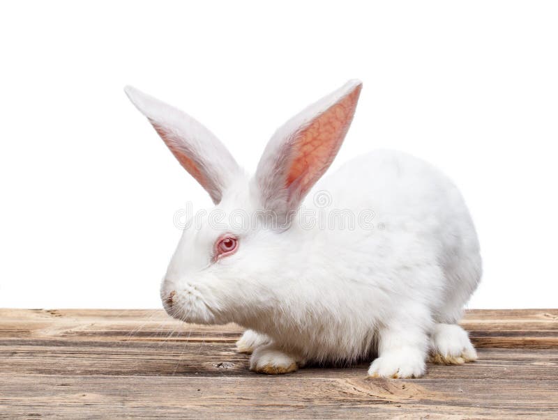 White rabbit stock photo. Image of vertebrate, animal - 38615718