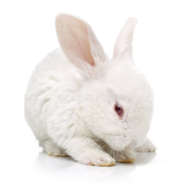 White rabbit stock photo. Image of farm, white, closeup - 132041006