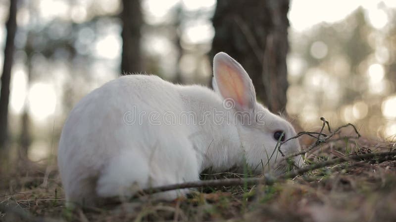 White Rabbit in a Summer Forest Stock Video - Video of bunny, nibble ...