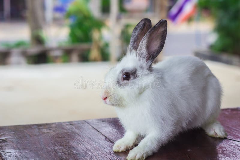 White Rabbit on Table Summer Day Stock Image - Image of single, small ...