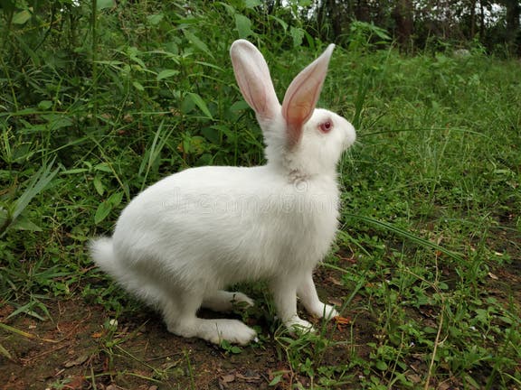 Rabbit stock photo. Image of taking, rest, white, rabbit - 126623218