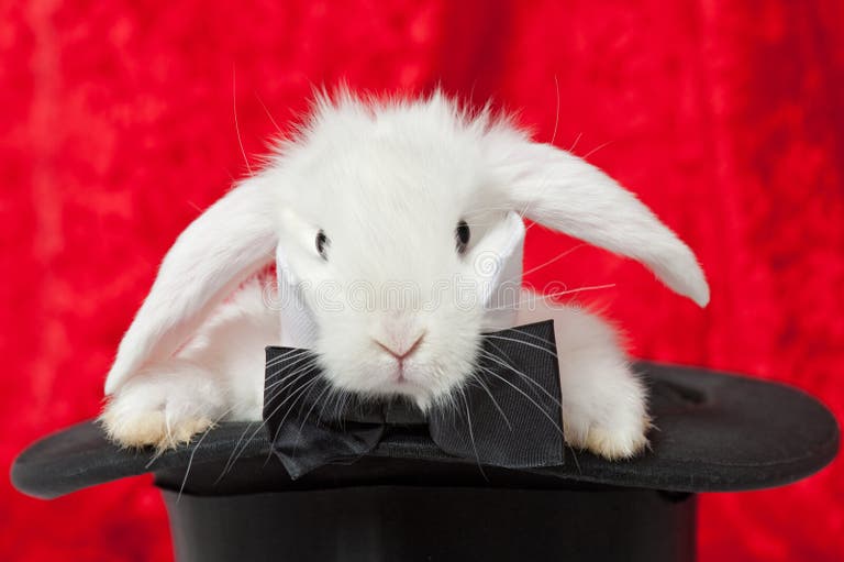 675 Bunny Rabbit Top Hat Stock Photos - Free & Royalty-Free Stock ...