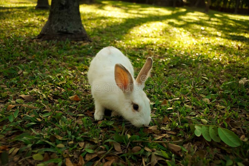 White Rabbit is Walking in the Forest Stock Photo - Image of pretty ...