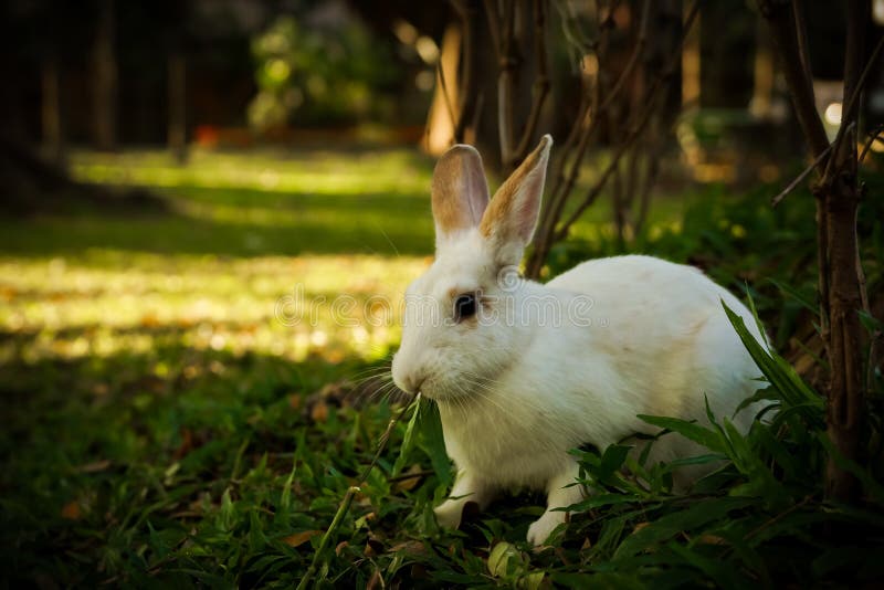 8,048 Rabbit Forest Stock Photos - Free & Royalty-Free Stock Photos ...