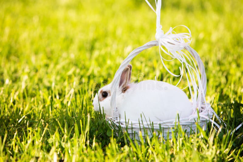 Rabbit Walking on Green Meadow Stock Photo - Image of rabbit, domestic ...