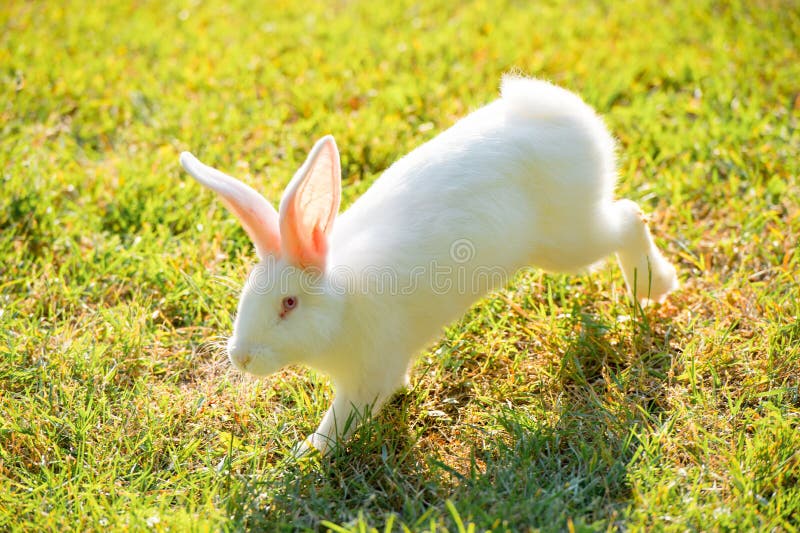White Rabbit Walking Outdoors in Summer Stock Image - Image of bright ...