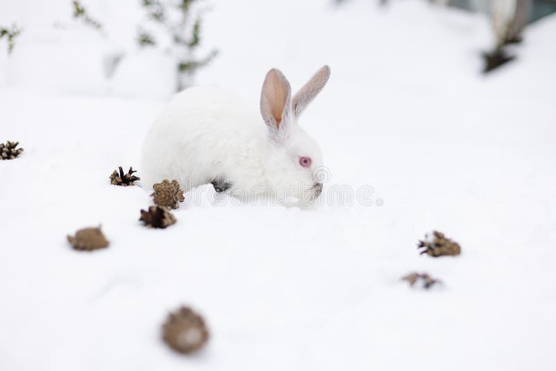 White Rabbit Walking and Searching Something Under the Snow between ...
