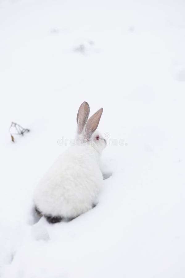 White Rabbit Walking on Snow Outside. Rear View. Stock Photo - Image of ...