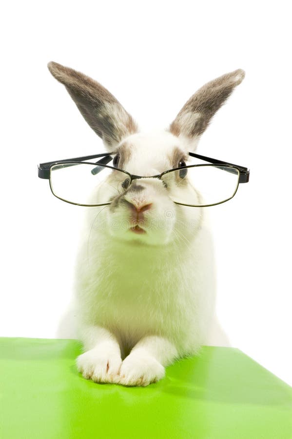 White Rabbit Wearing Glasses Stock Photo - Image of white, mammal: 10478090