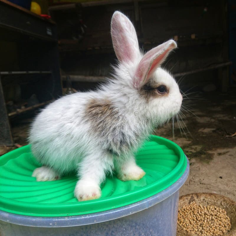 White rabbit. 2 weeks old stock image. Image of white - 202678501