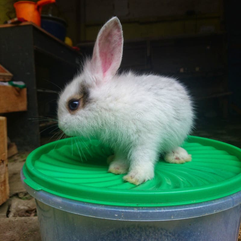 White rabbit. 2 weeks old stock photo. Image of gerbil - 202678510