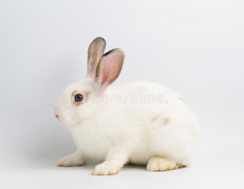 White Rabbit on White Background Stock Image - Image of farm, friendly ...