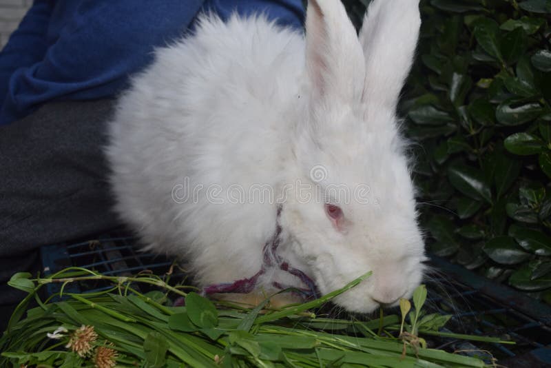 494 Indian Rabbit Photos - Free & Royalty-Free Stock Photos from Dreamstime