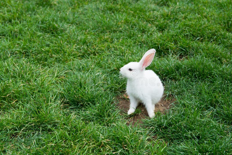 White Rabbit stock image. Image of grass, clothes, greens - 107701225