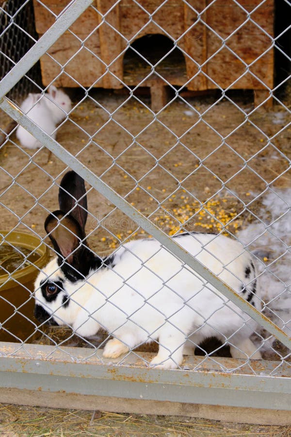 White rabbit stock photo. Image of wildlife, furry, animal - 372820872