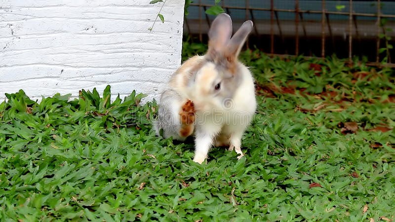 A White Rabbit Whose Feet Were a Bit Dirty Was in a Green Grass Stock ...