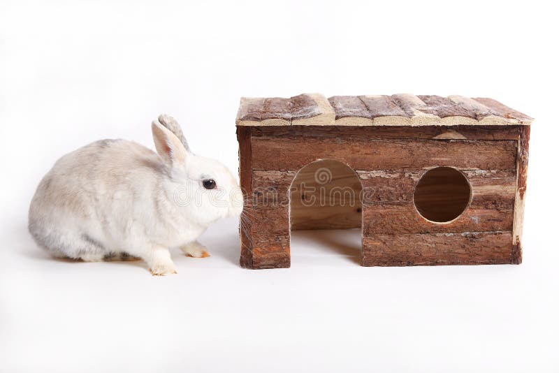 White Rabbit with Wooden House Stock Image - Image of animal, child ...