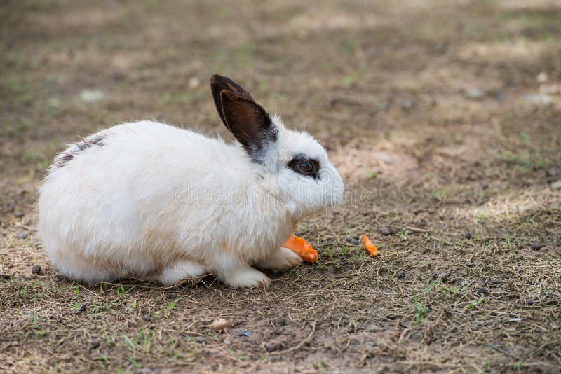 White rabbit in the zoo stock photo. Image of rabbit - 32949942