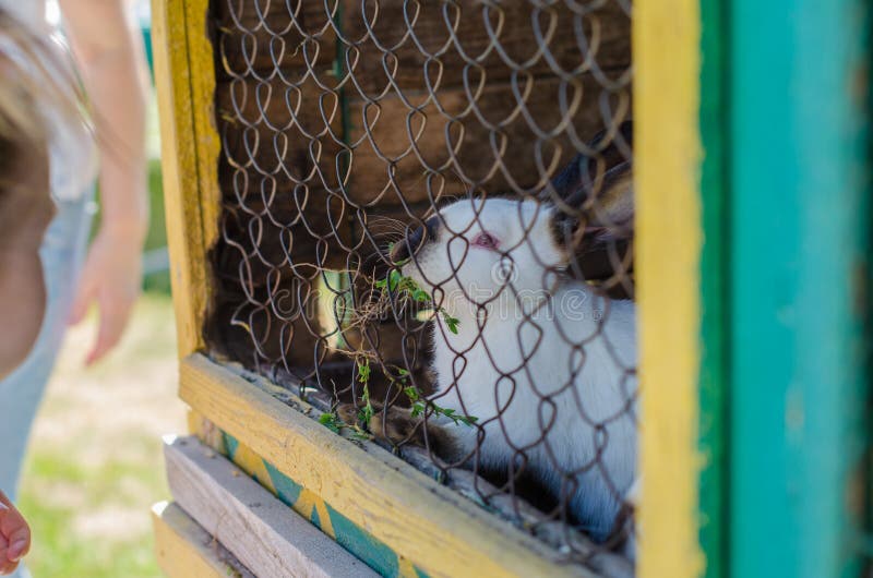 White rabbit in the zoo stock photo. Image of feathers - 118829538