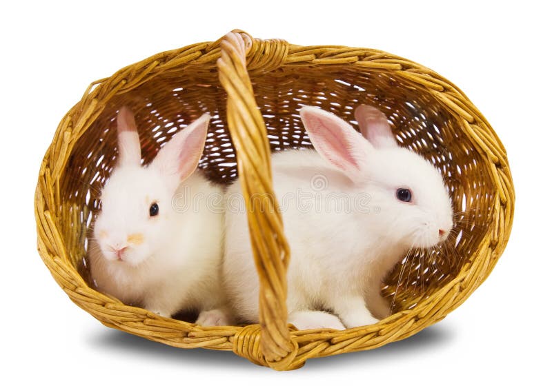 White rabbits in baske stock photo. Image of gaud, cutout - 15646302