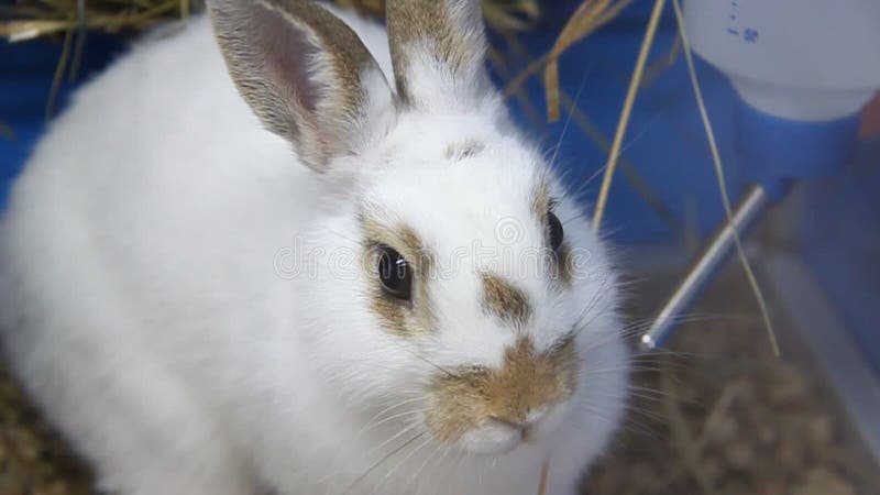 White rabbits on the farm stock footage. Video of herd - 348311214