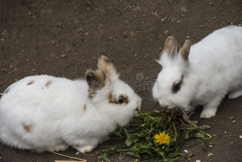 White Rabbits Eating in the Zoo Stock Photo - Image of furry, small ...