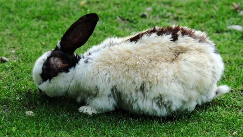 White rabbits on the farm stock footage. Video of herd - 348311214