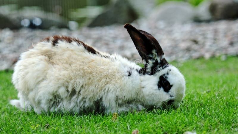 White rabbits on the farm stock footage. Video of colony - 339833606