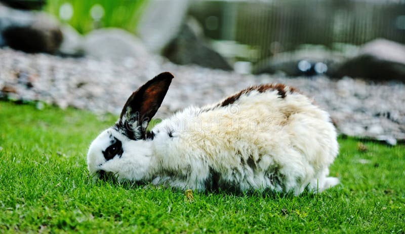 White rabbits on the farm stock image. Image of warren - 367296269