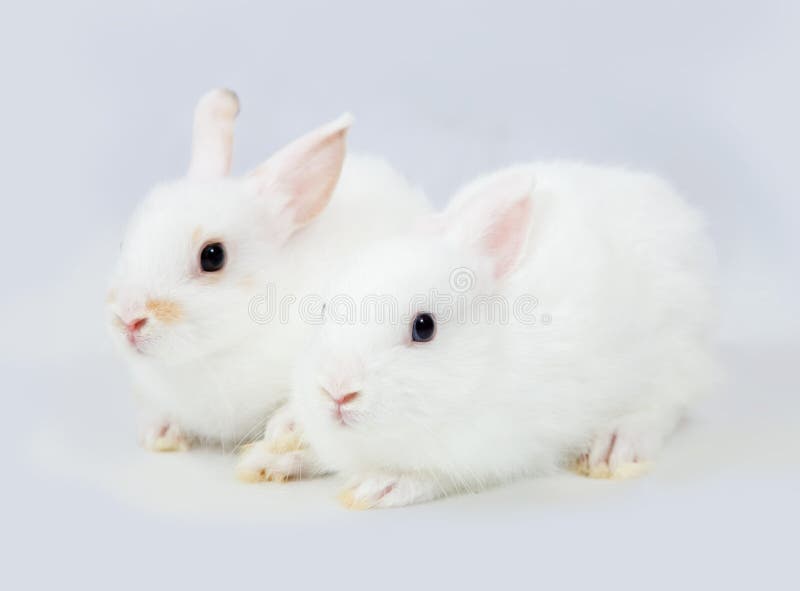 Two white rabbits stock photo. Image of mammal, isolated - 15435572