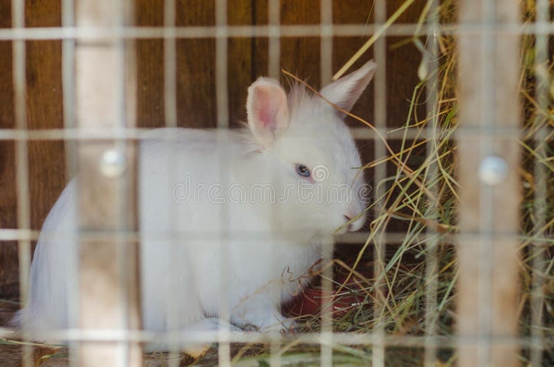 White Rabbits in an Old Cage Stock Image - Image of sitting, hutch ...