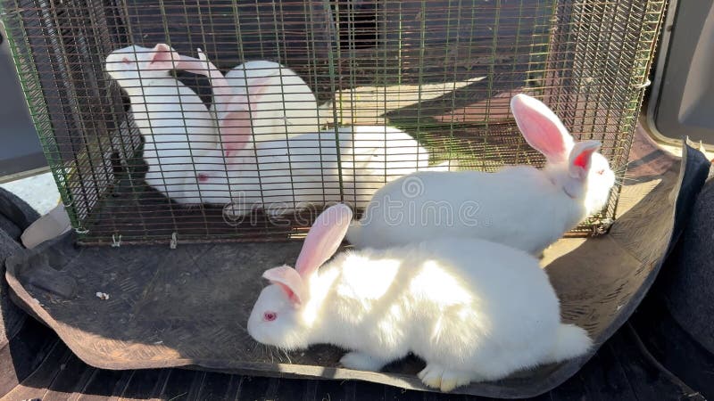 White Rabbits Moving in Cage Stock Video - Video of moving, domestic ...