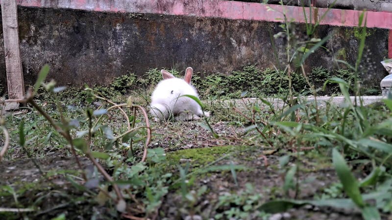 A Cute White Rabbit is Playing Jumping Around in the Yard Stock Video ...