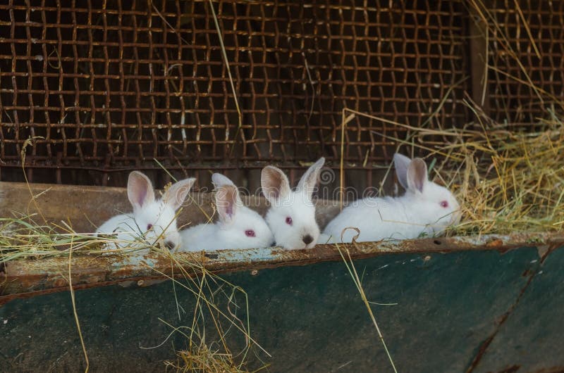 White Rabbits with Red Eyes in an Old Cage Stock Image - Image of brown ...