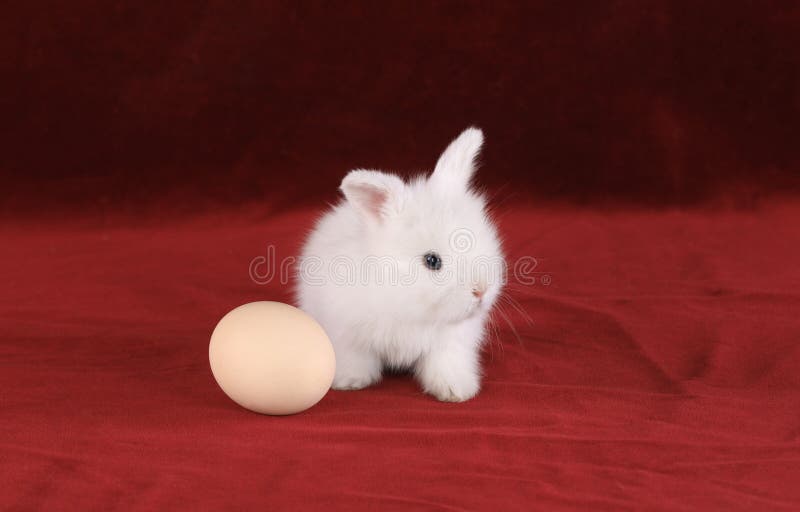 White rabbits , red velvet stock photo. Image of studio - 296911632