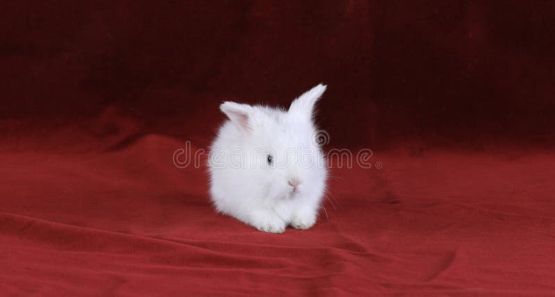White rabbits , red velvet stock image. Image of animal - 296911681