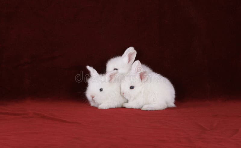 White rabbits , red velvet stock photo. Image of beautiful - 296911894