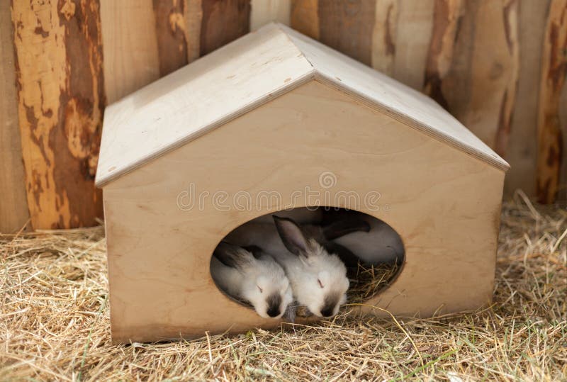 White Rabbits Sleep in a Box Stock Image - Image of hare, dirty: 66195851