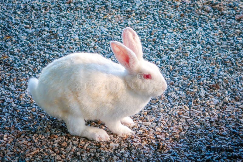 White Rabbits on Stone Ground Stock Image - Image of stone, cute: 130155081