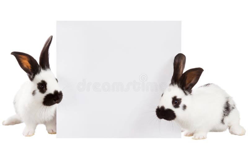 White rabbits stock image. Image of fluffy, text, advertizing - 51725781
