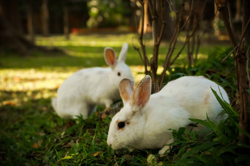 White Rabbits is Walking in the Forest Stock Image - Image of beautiful ...