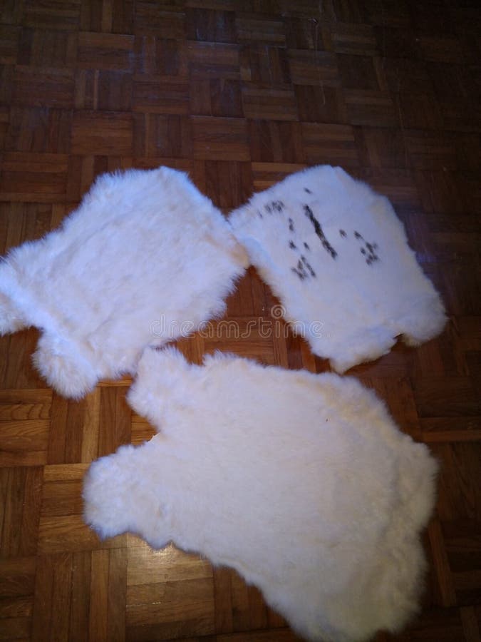 White Rabbitskin stock photo. Image of rabbitskin, three - 128015754