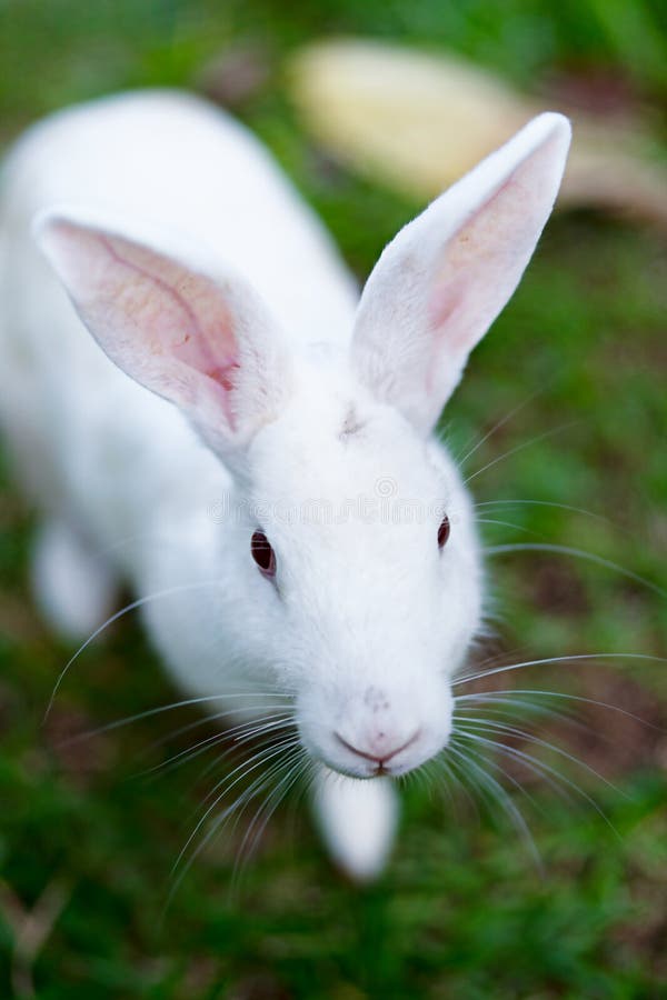 White Rabit on a Green Grass Stock Photo - Image of ears, grass: 224998160