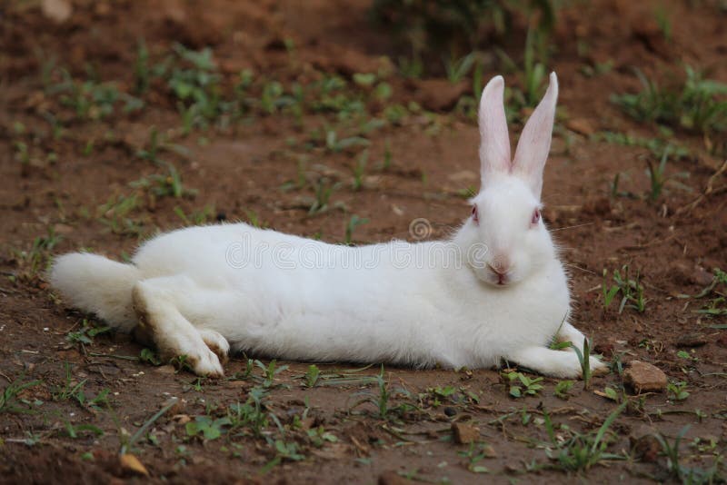 White rabit stock photo. Image of rest, puppy, wildlife - 209706788